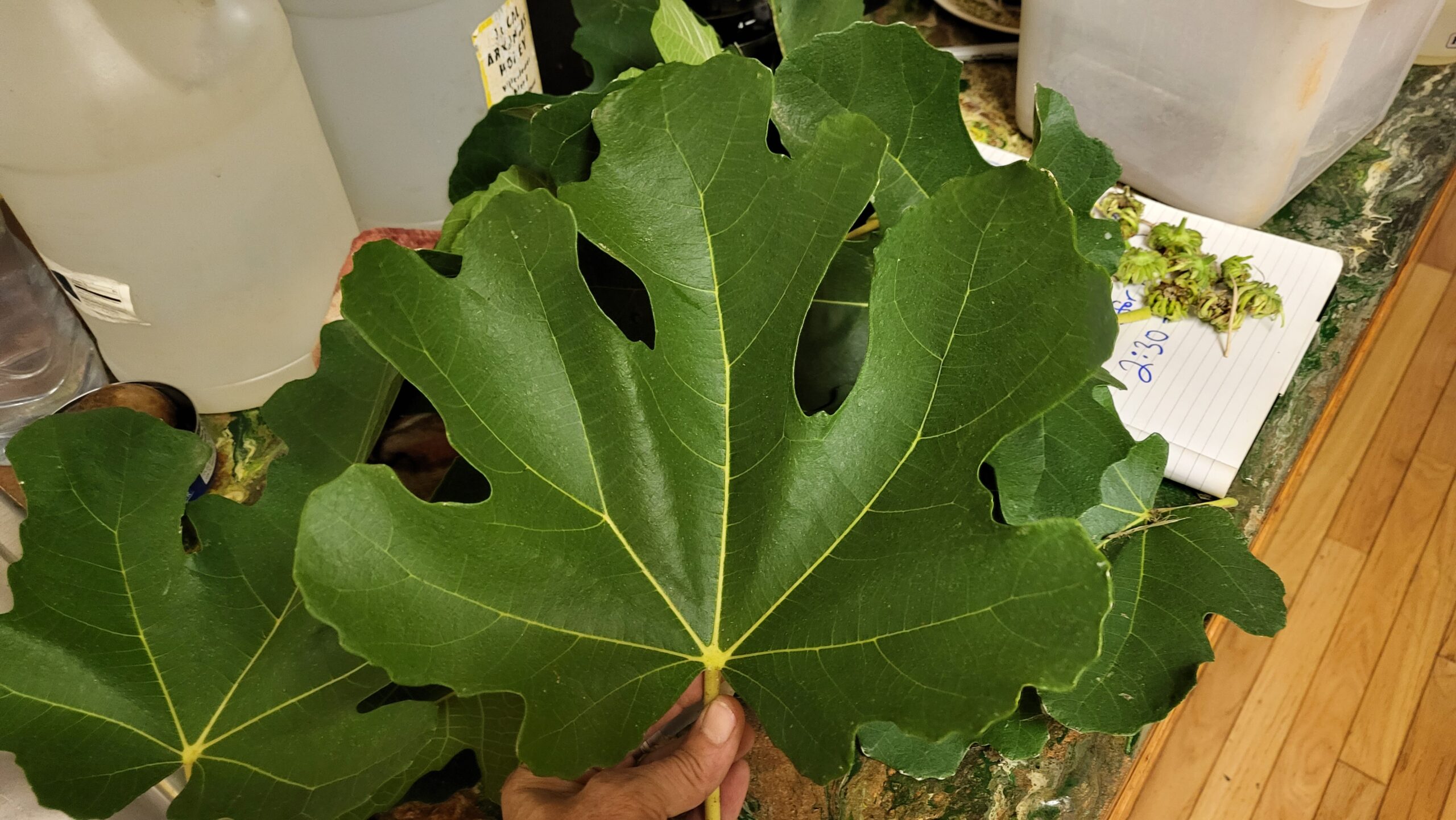 I Dig Fig – My True Essence Herbal-tique